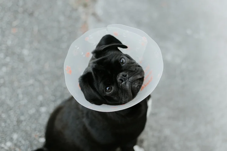 Melbourne Veterinary Rehabilitation - Veterinary pain management and ...