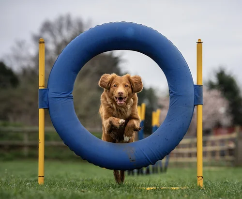 Melbourne Veterinary Rehabilitation - Veterinary pain management and ...