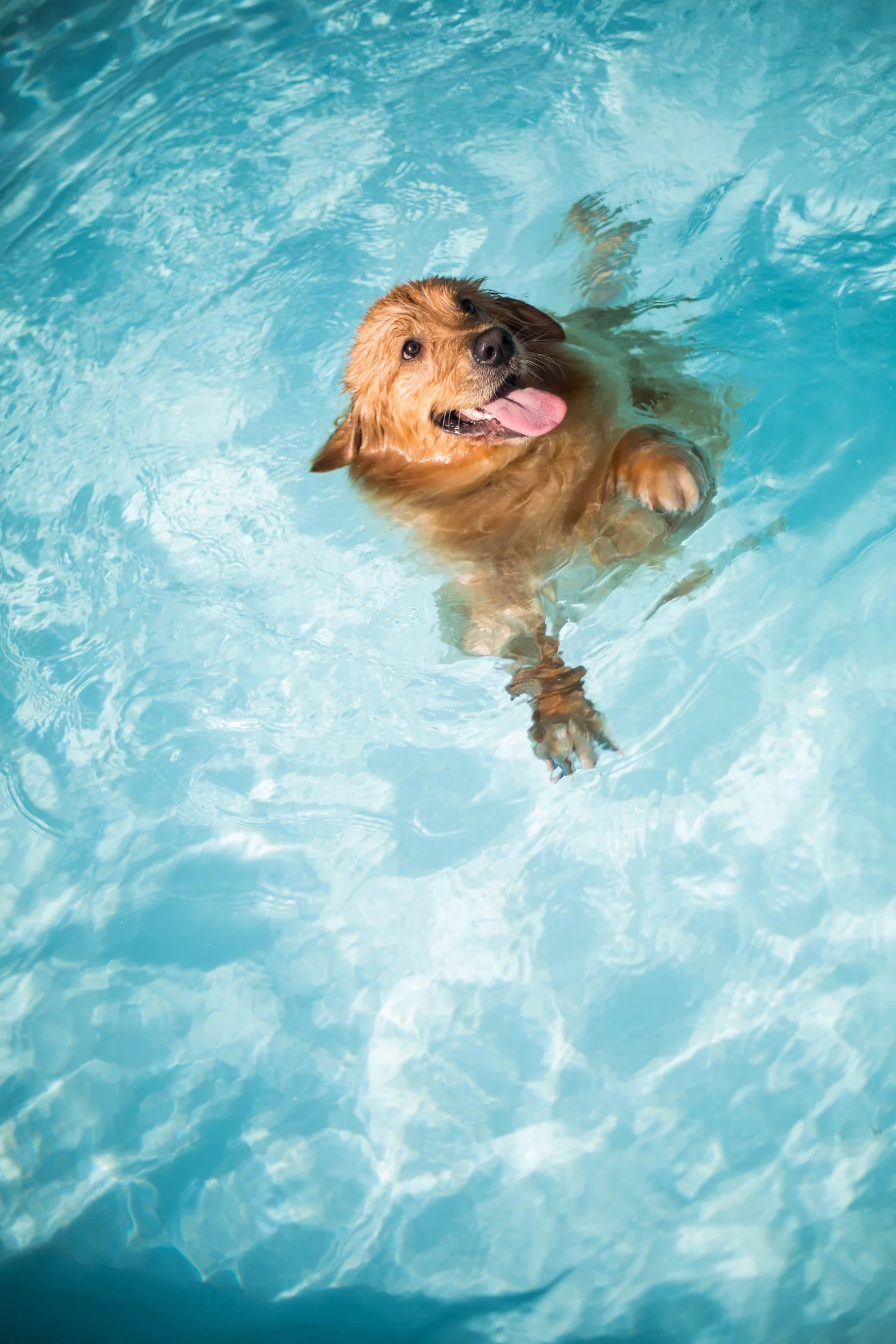 Melbourne Veterinary Rehabilitation - Veterinary pain management and ...