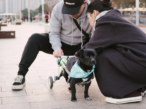 Melbourne Veterinary Rehabilitation - Veterinary pain management and ...