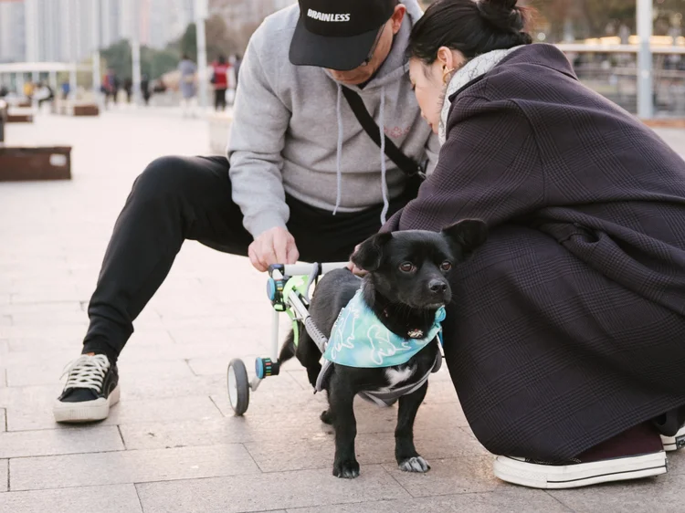 Melbourne Veterinary Rehabilitation - Veterinary pain management and ...