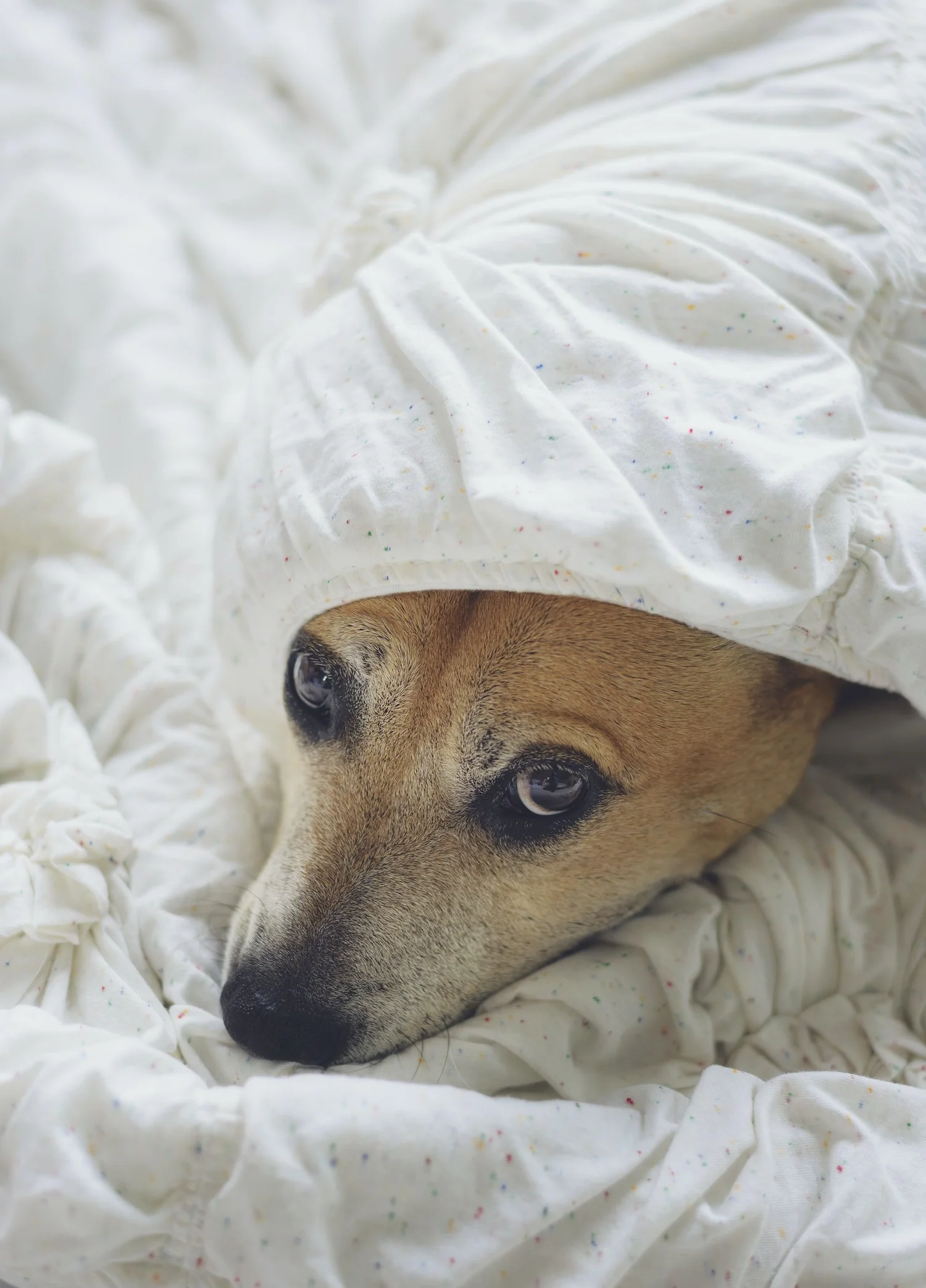Melbourne Veterinary Rehabilitation - Veterinary pain management and ...