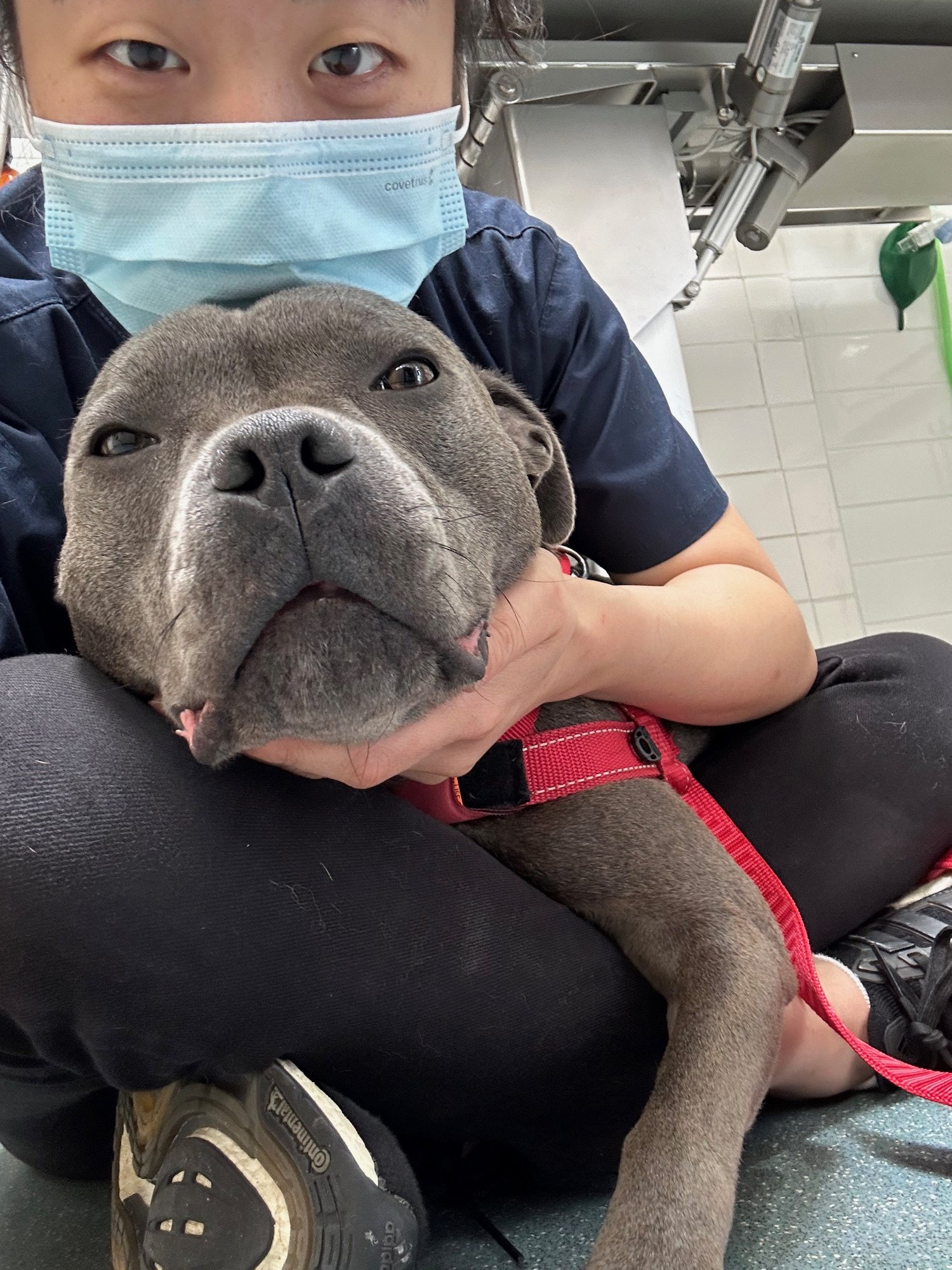 Melbourne Veterinary Rehabilitation - Mobile vet pain management and ...