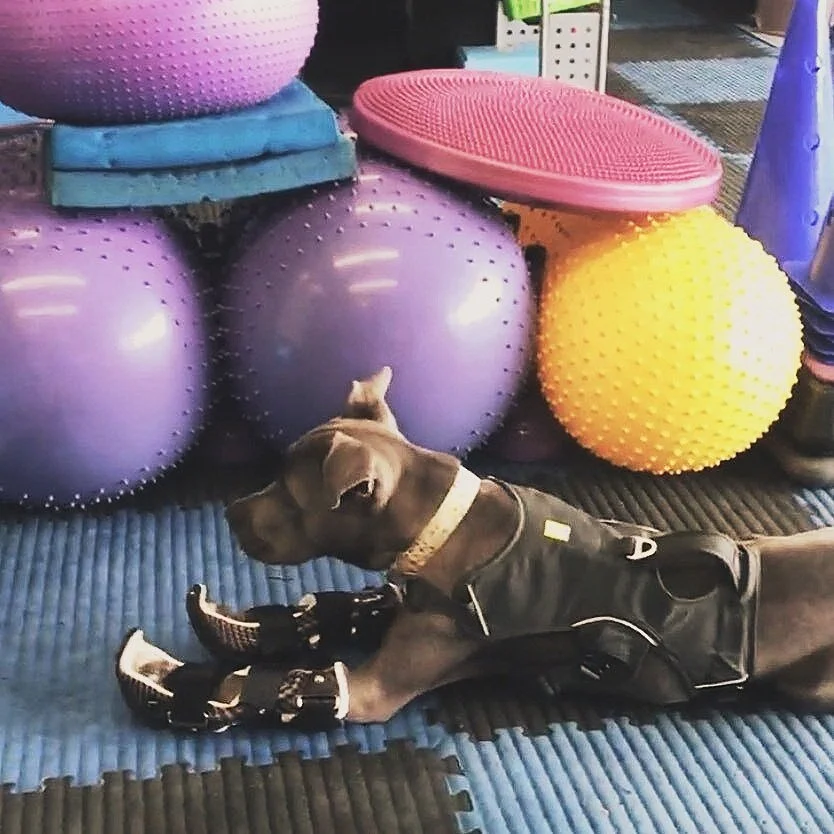 Melbourne Veterinary Rehabilitation - Veterinary pain management and ...