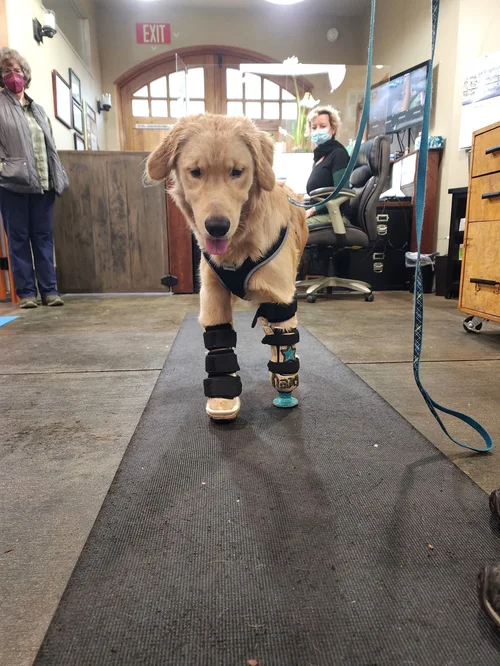 Melbourne Veterinary Rehabilitation - Veterinary pain management and ...