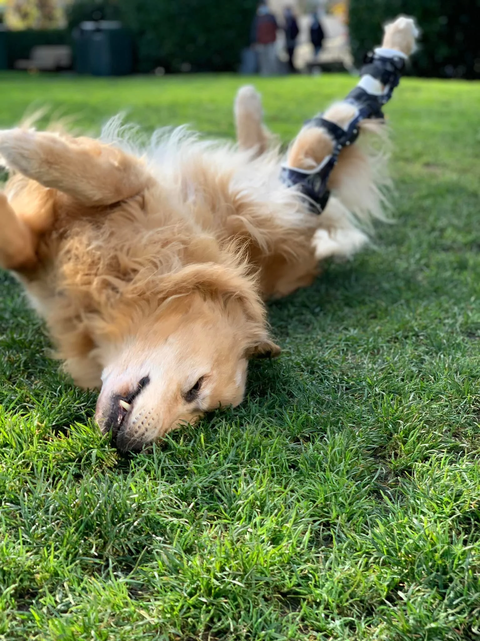 Melbourne Veterinary Rehabilitation - Veterinary pain management and ...
