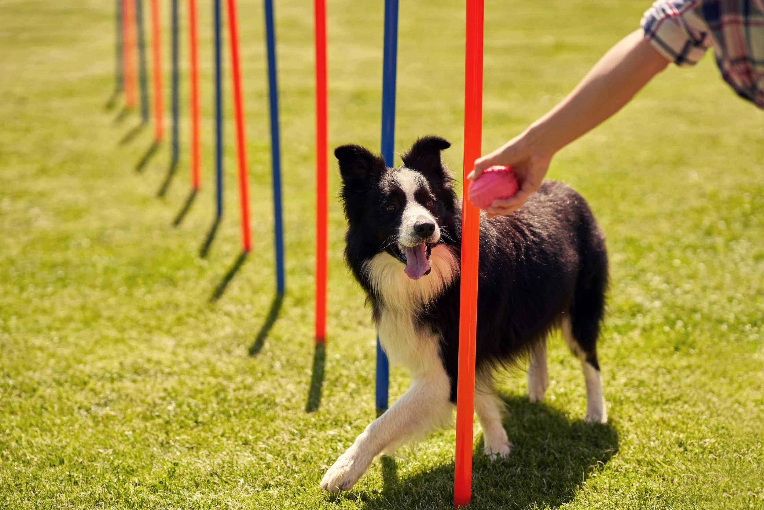 Fun Agility Class — The Surrey Dog Training Company