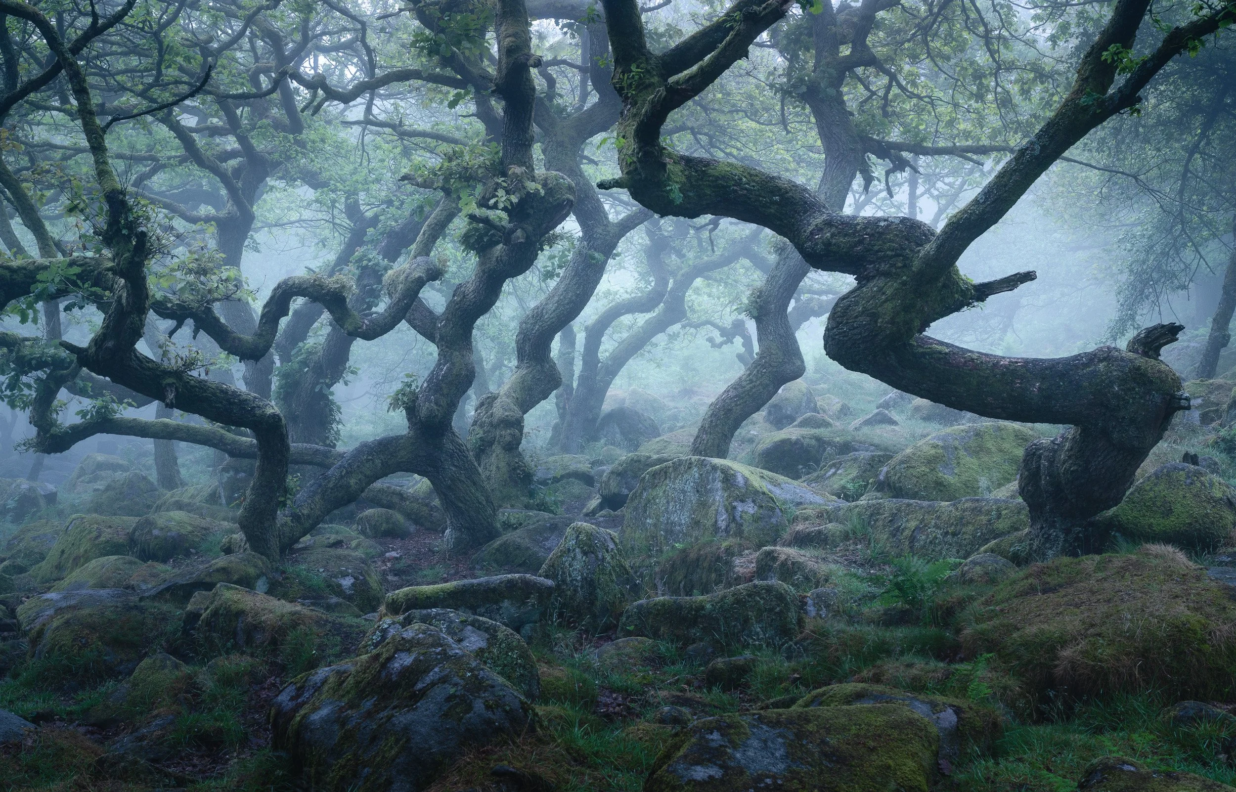 Gallery — NIGEL DANSON