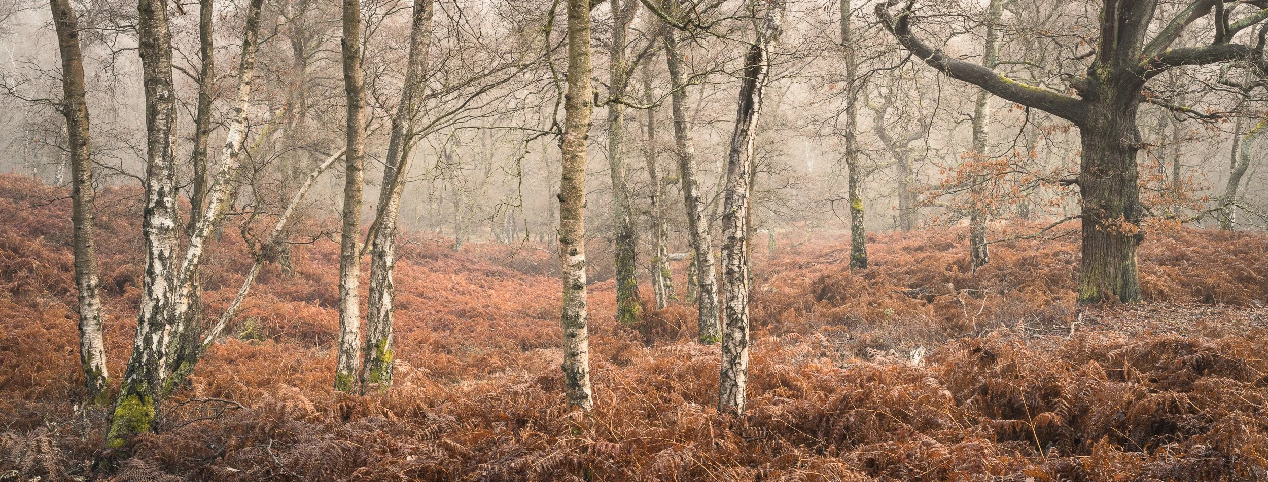 Woodlands — NIGEL DANSON