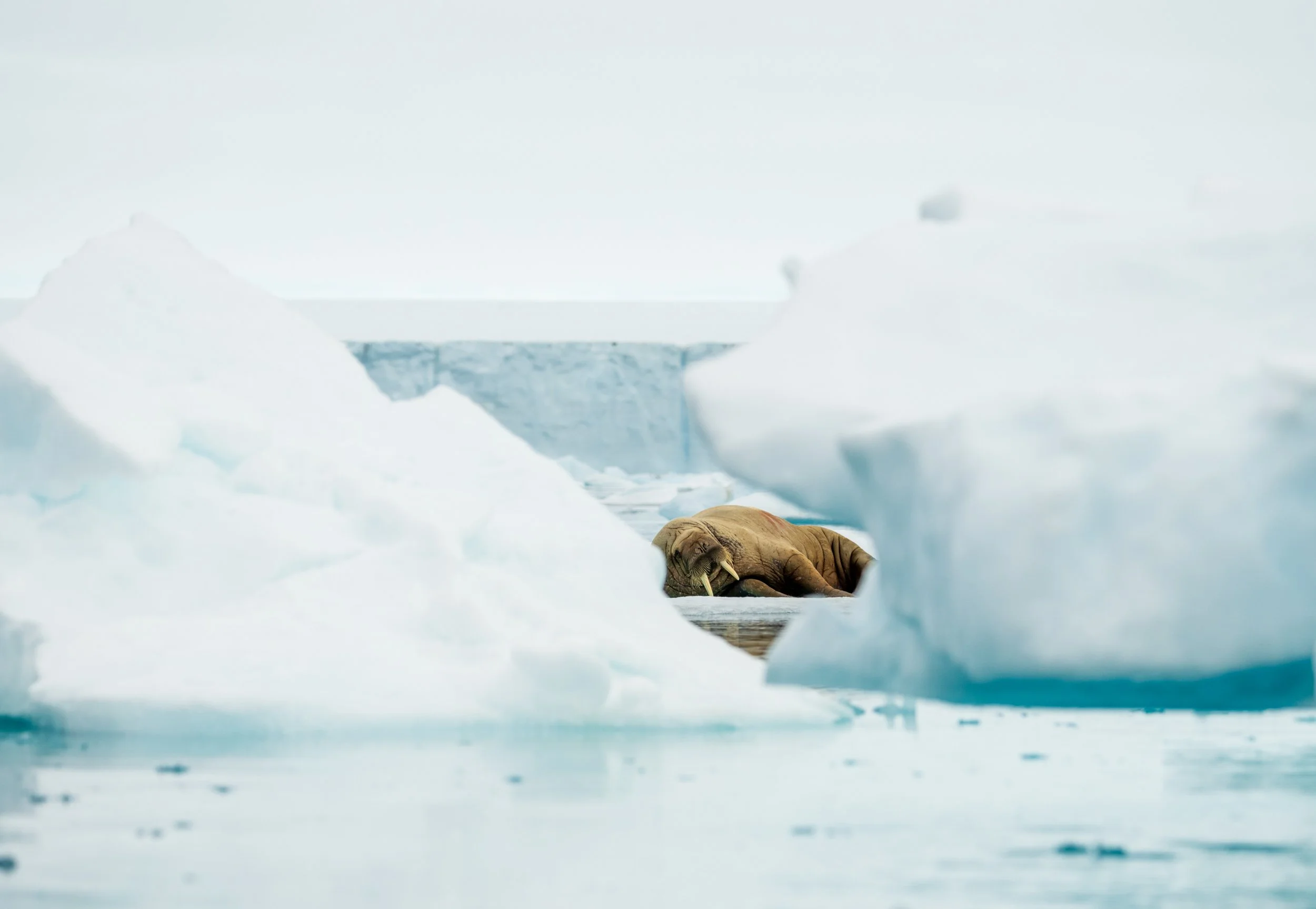 Svalbard — NIGEL DANSON
