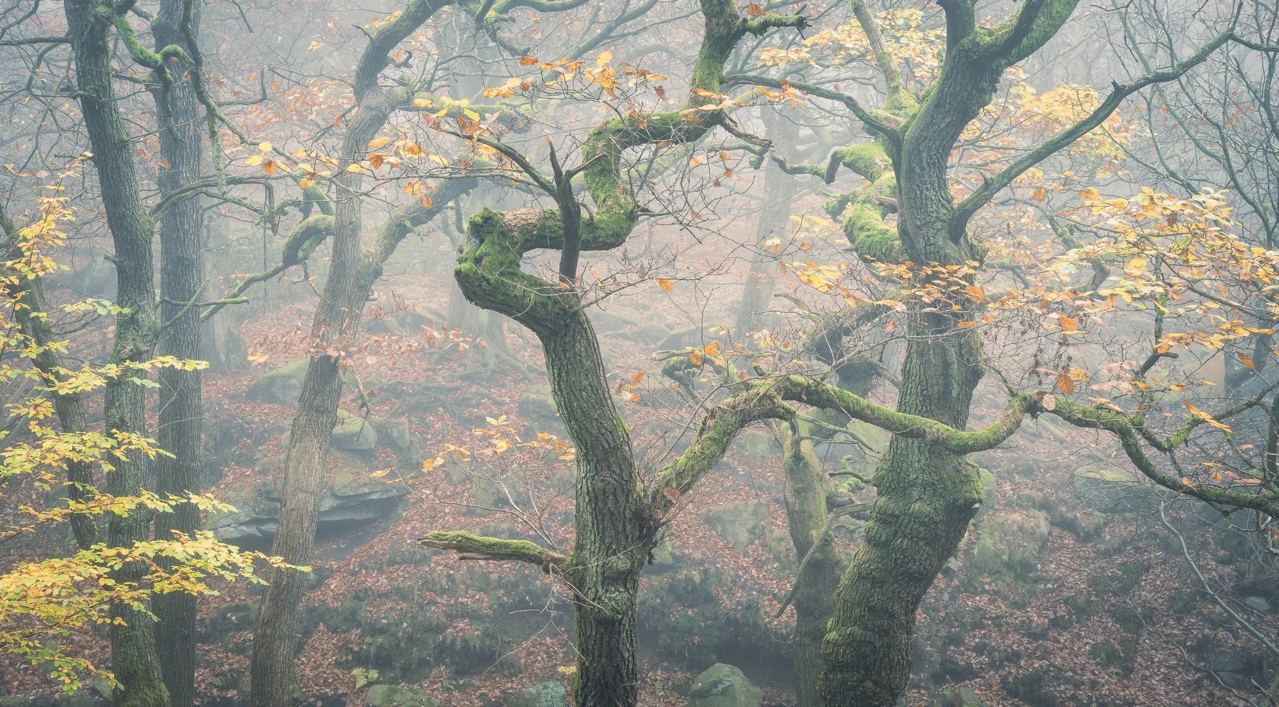 Woodlands Photography in Padley Gorge — NIGEL DANSON