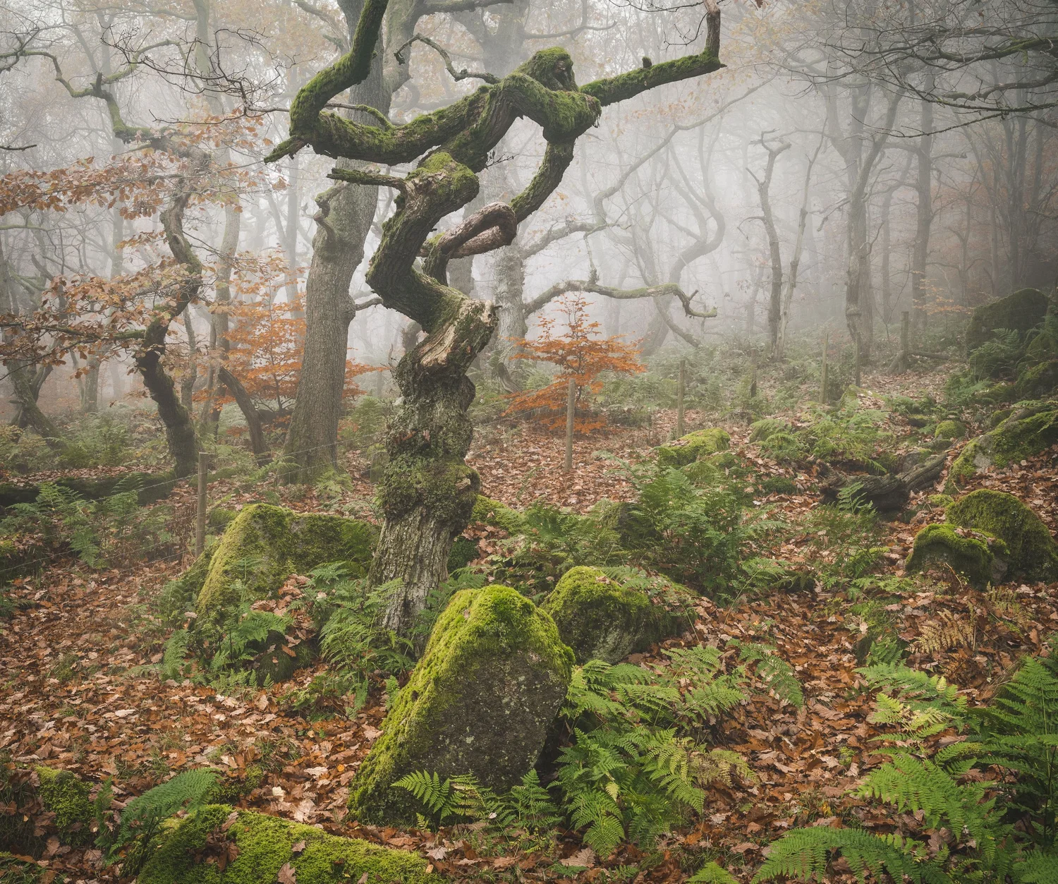 Woodlands Photography in Padley Gorge — NIGEL DANSON