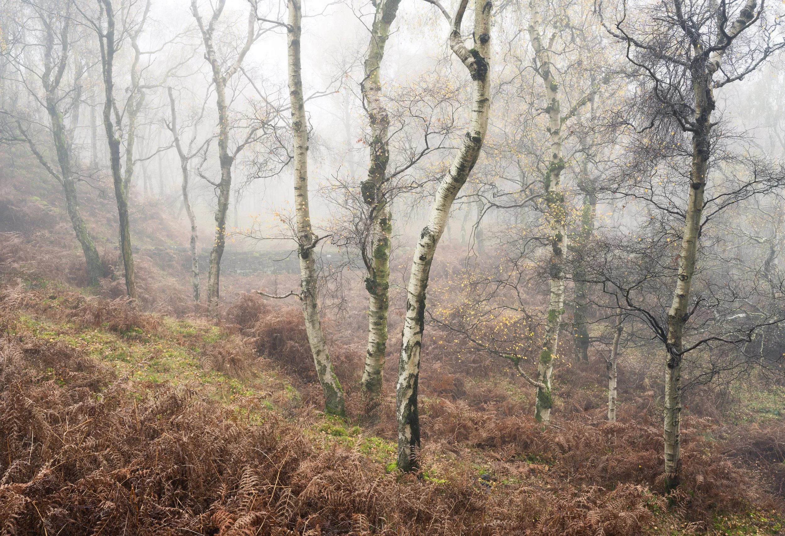 Woodlands Photography in Padley Gorge — NIGEL DANSON