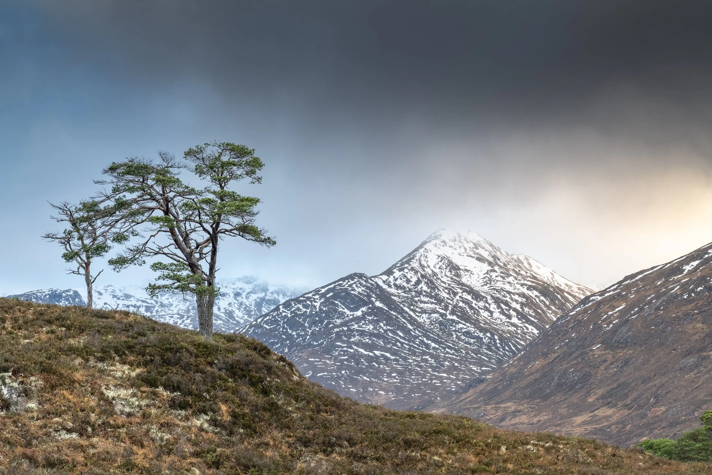 Scotland — NIGEL DANSON