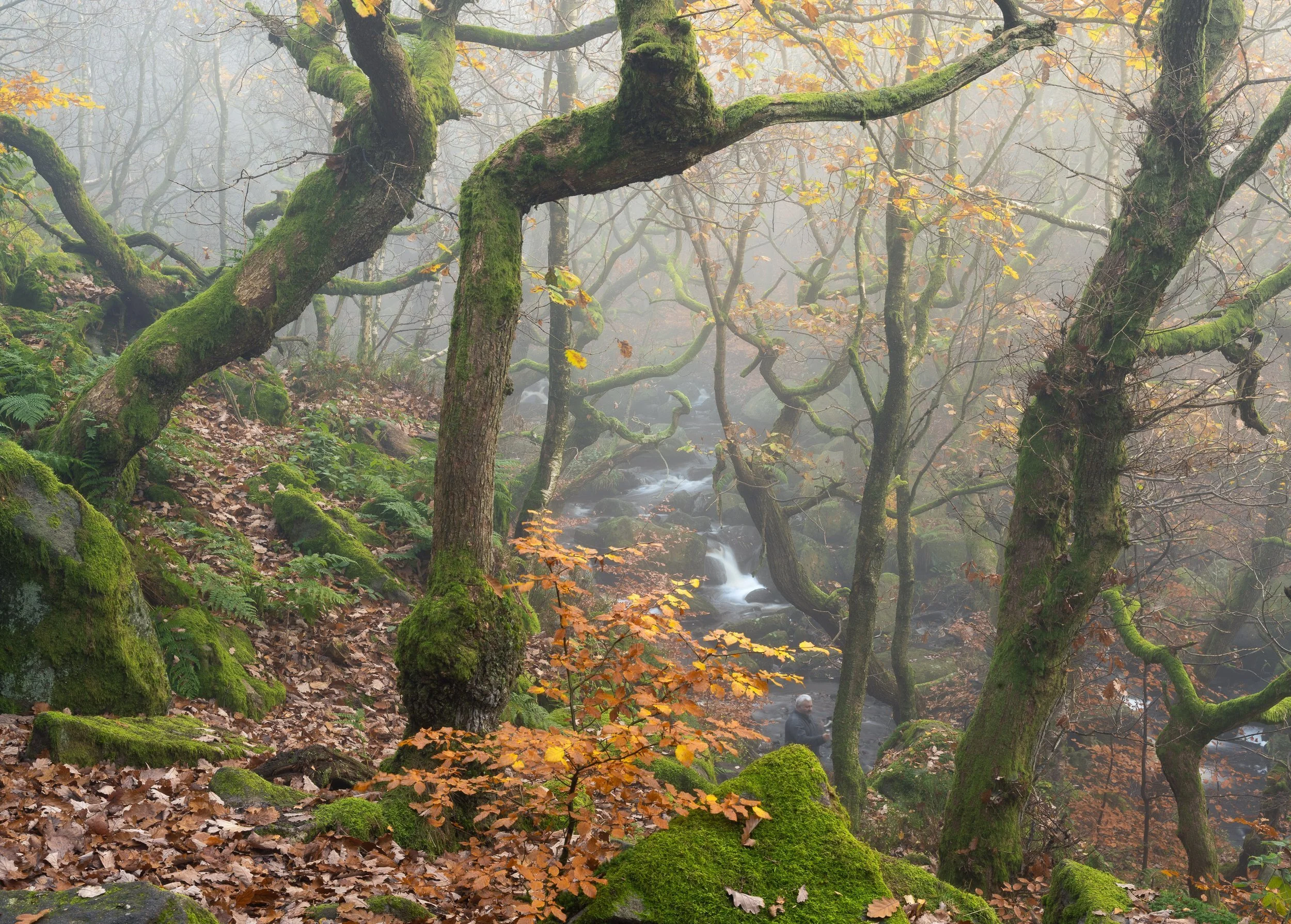 Woodlands Photography in Padley Gorge — NIGEL DANSON