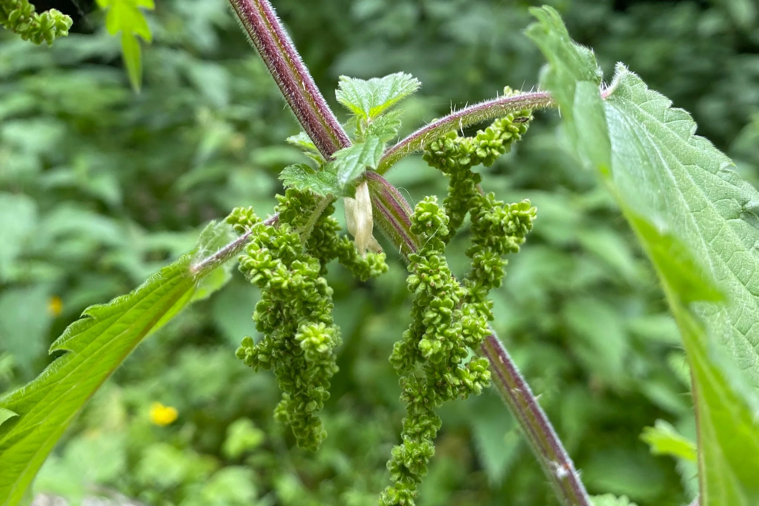 BETONICA — Gathering nettle seeds