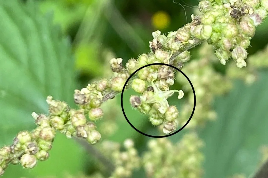 BETONICA — Gathering nettle seeds