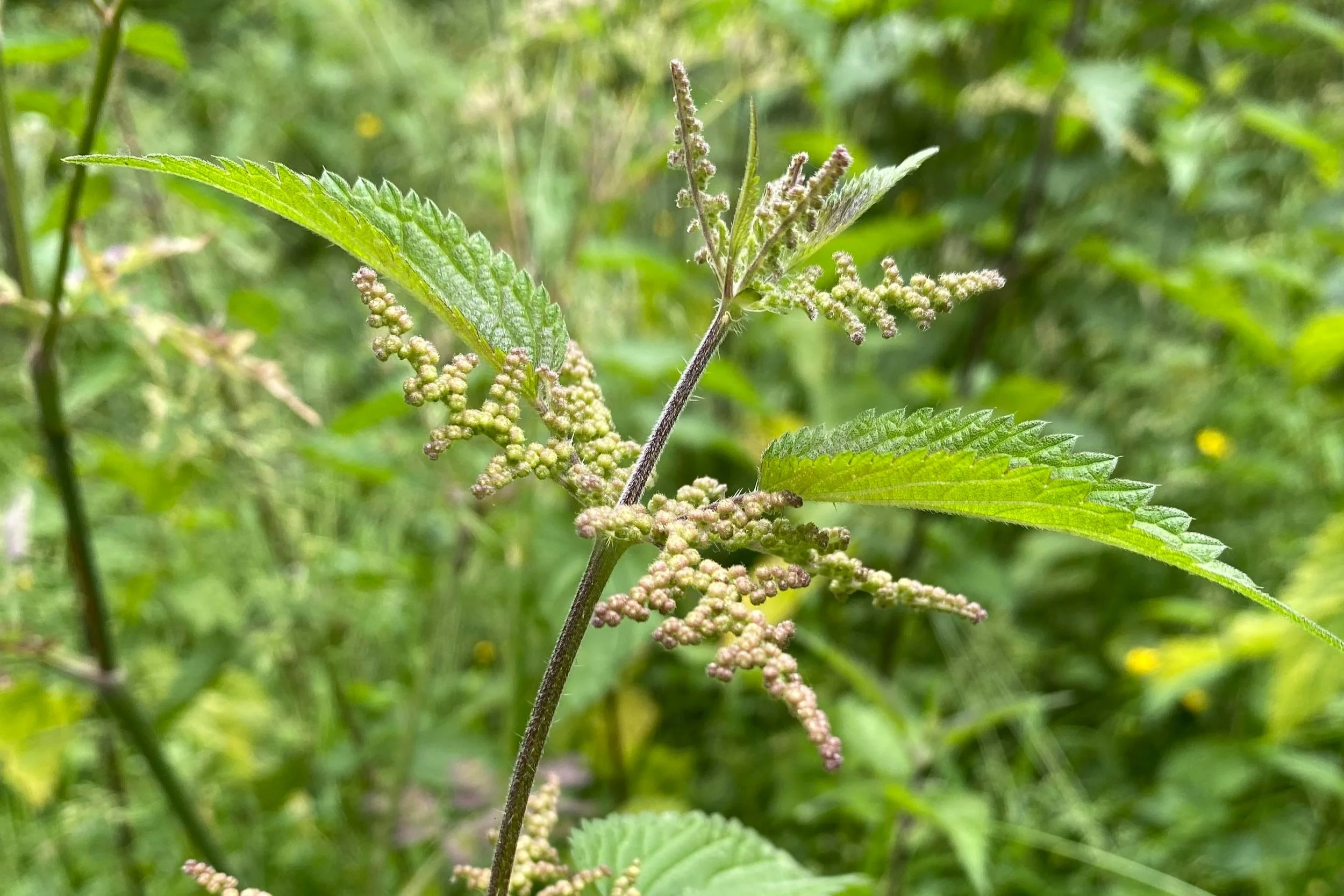 BETONICA — Gathering nettle seeds