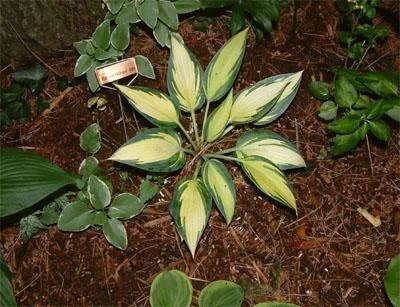 The Middle Tennessee Hosta Society