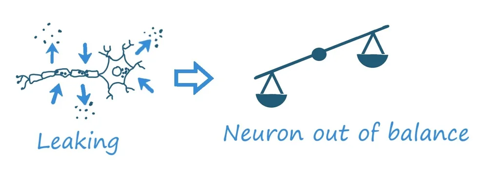 What happens to your brain when you get a concussion? — Concussion Alliance