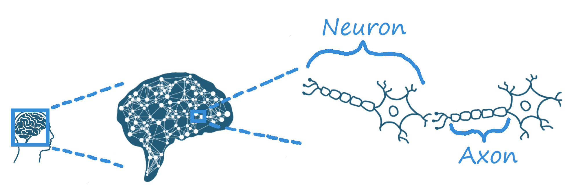 What happens to your brain when you get a concussion: a deeper dive ...