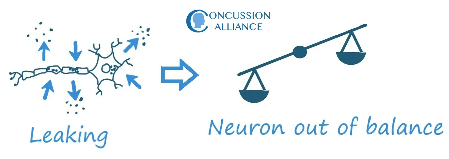 What happens to your brain when you get a concussion? — Concussion Alliance