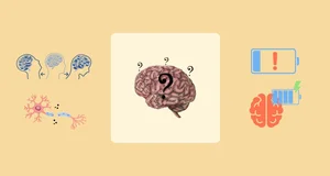What happens to your brain when you get a concussion? — Concussion Alliance