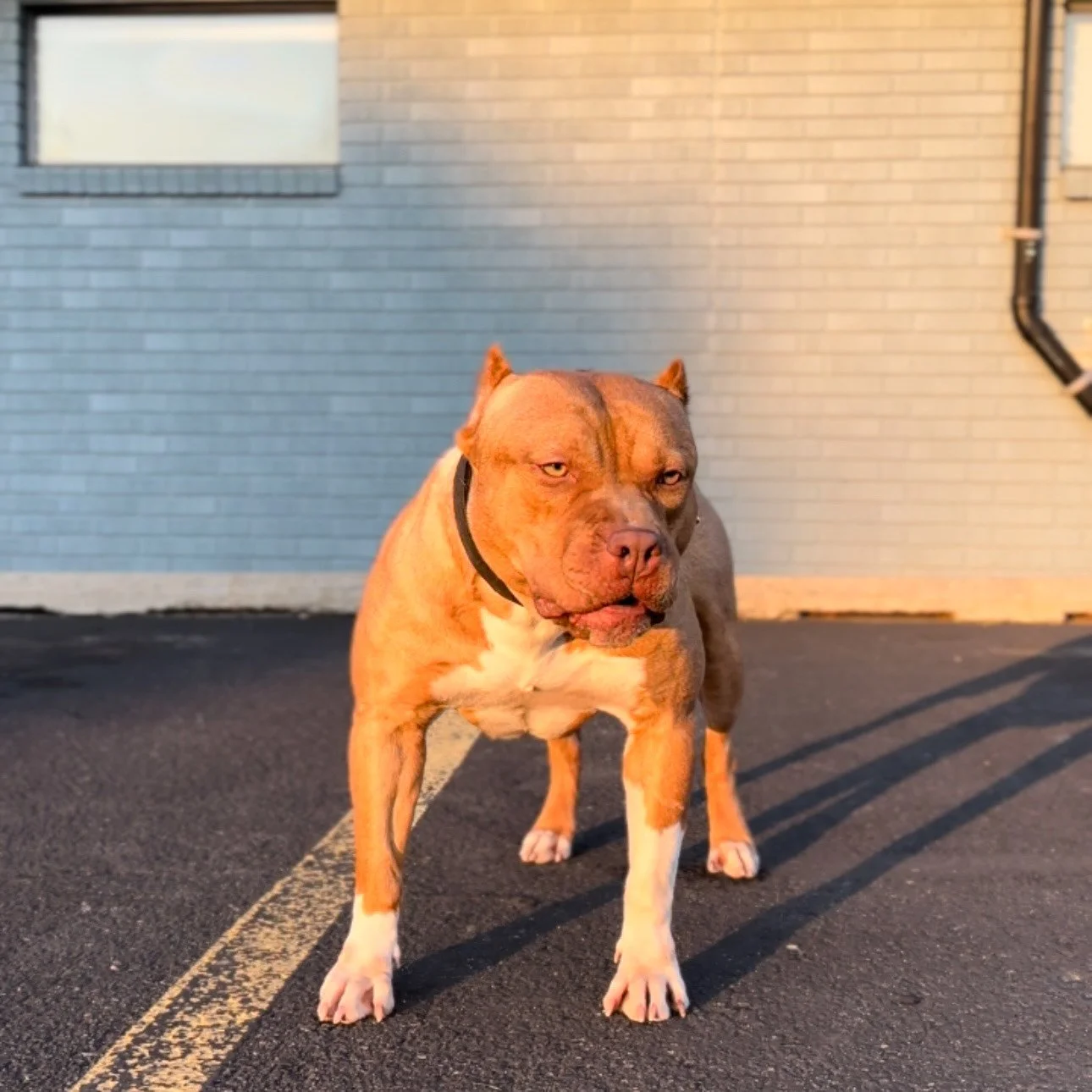CALIBER KENNELS