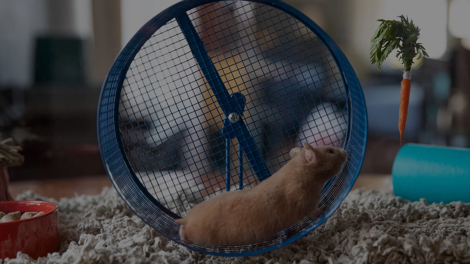 Chasing Carrots — Go Church