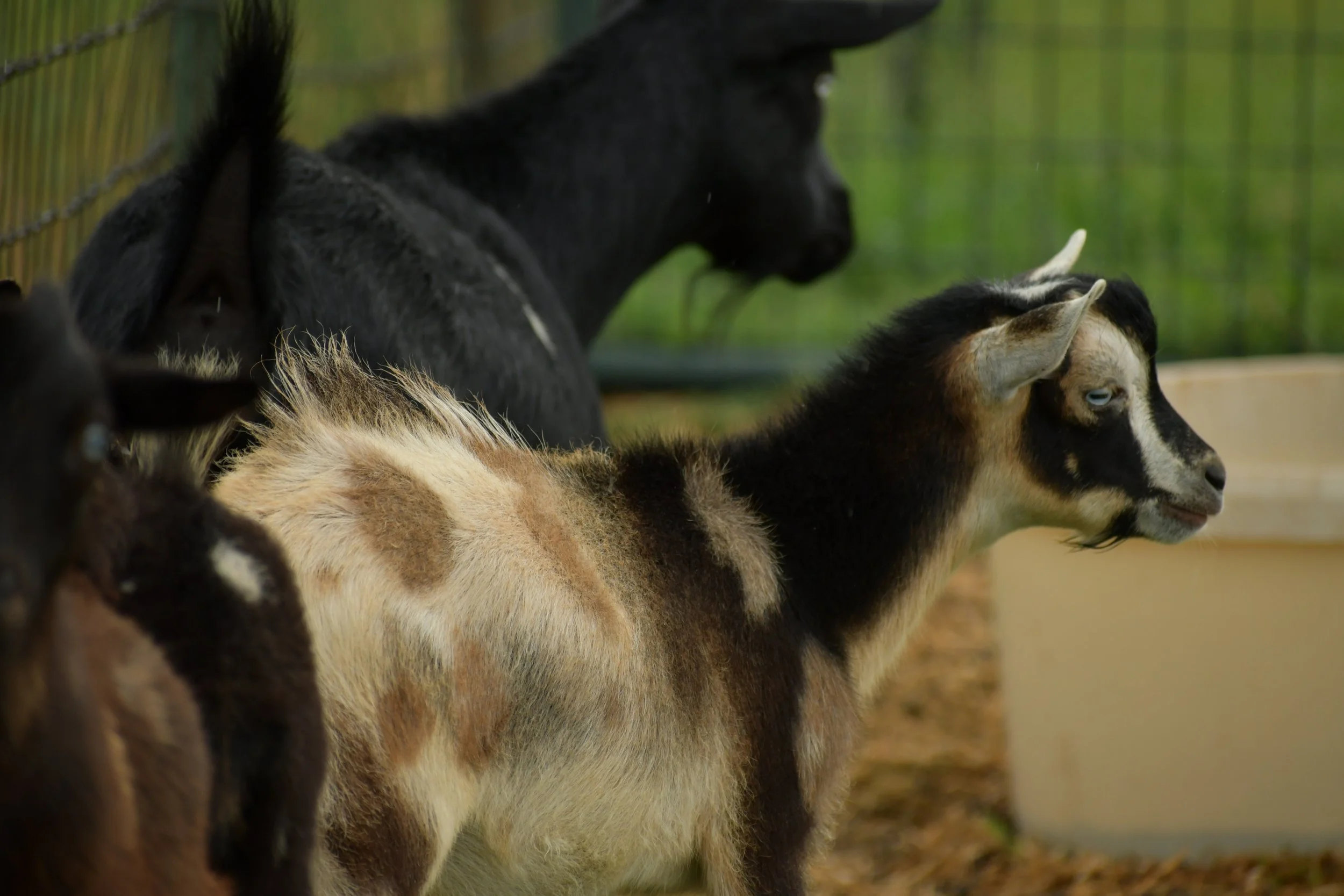 Showing Nigerian Dwarf Goats