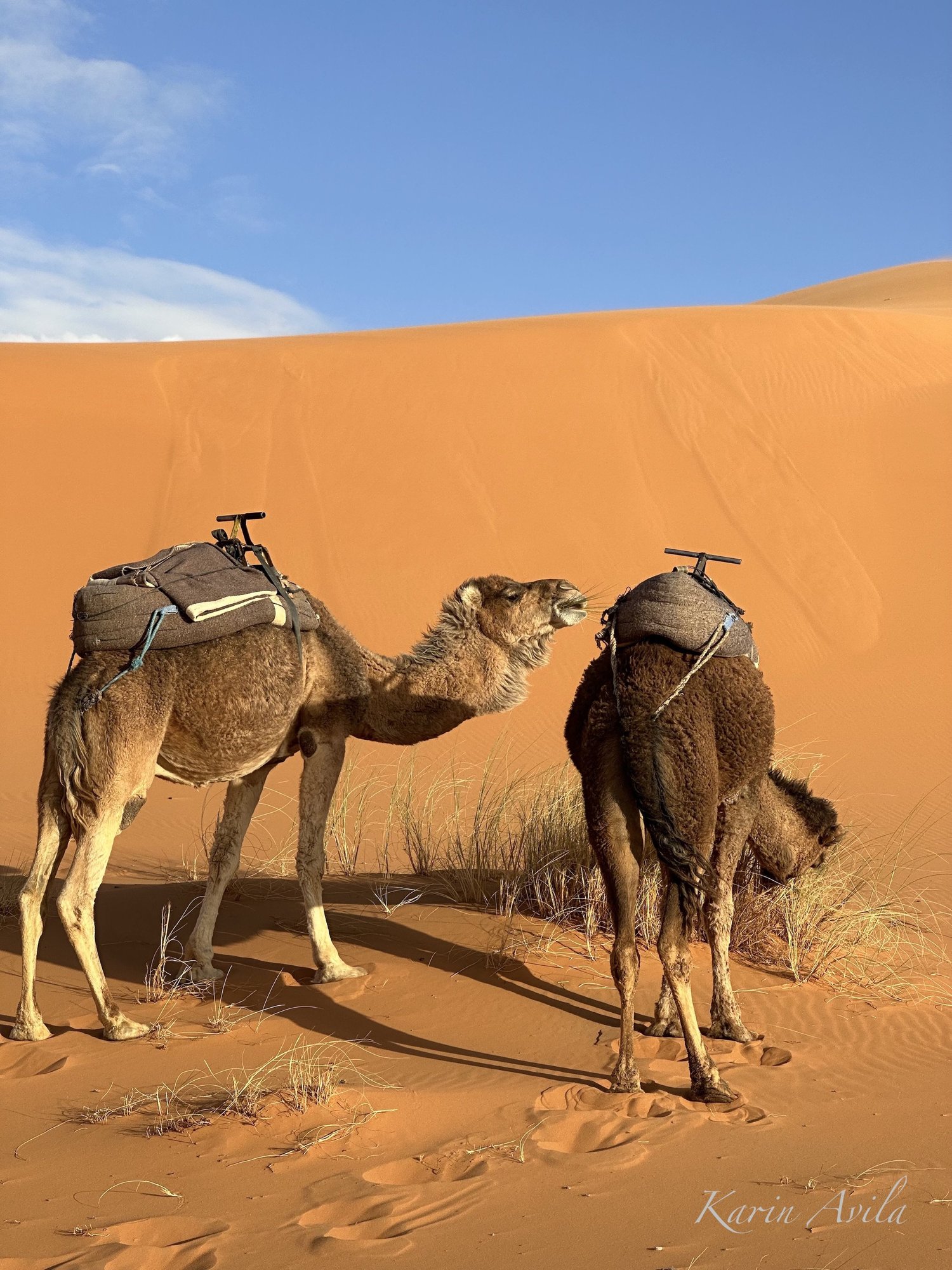 Sahara Blues — Third Culture Karin