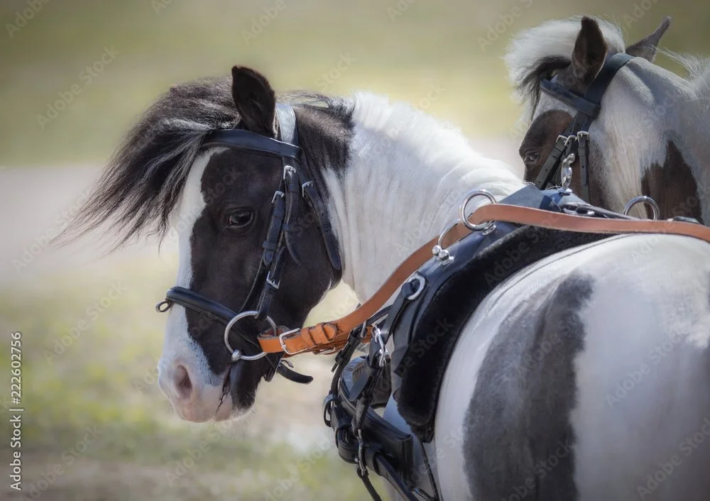 VSE Drill Team — Southern New England Carriage Driving Association