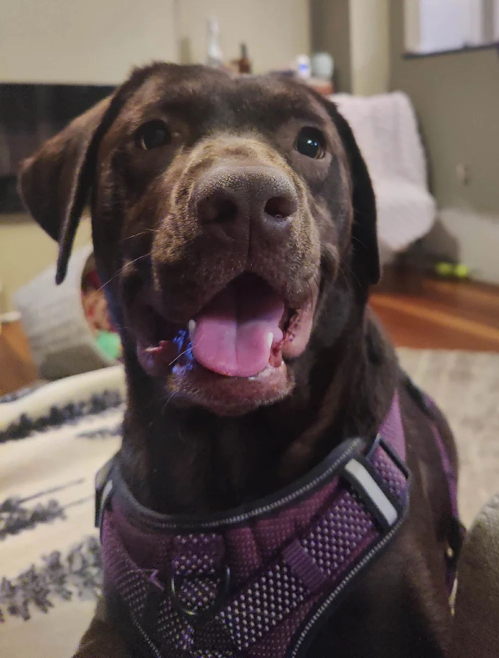 Coal Country Animal Rescue