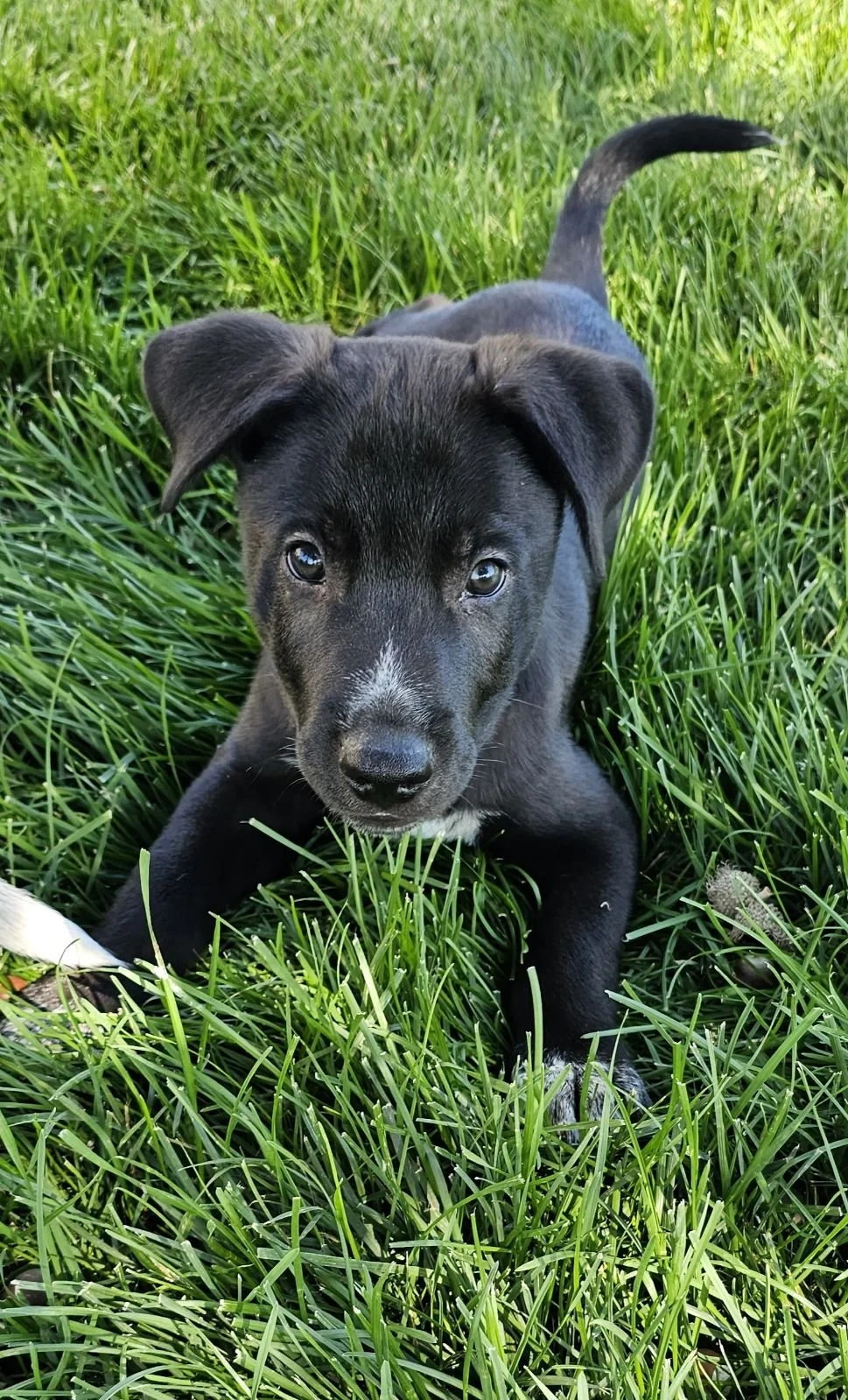 Coal Country Animal Rescue