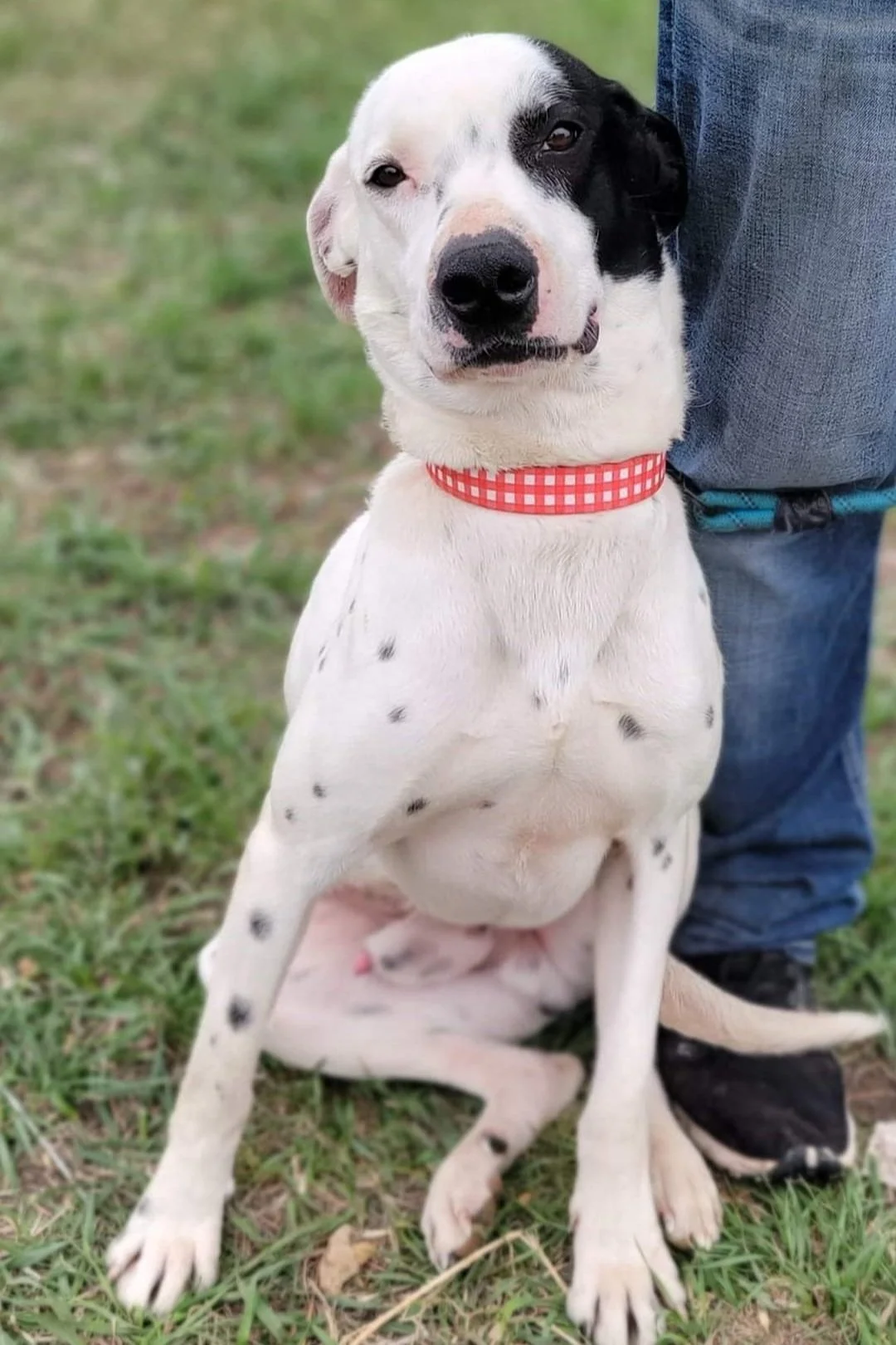 Coal Country Animal Rescue