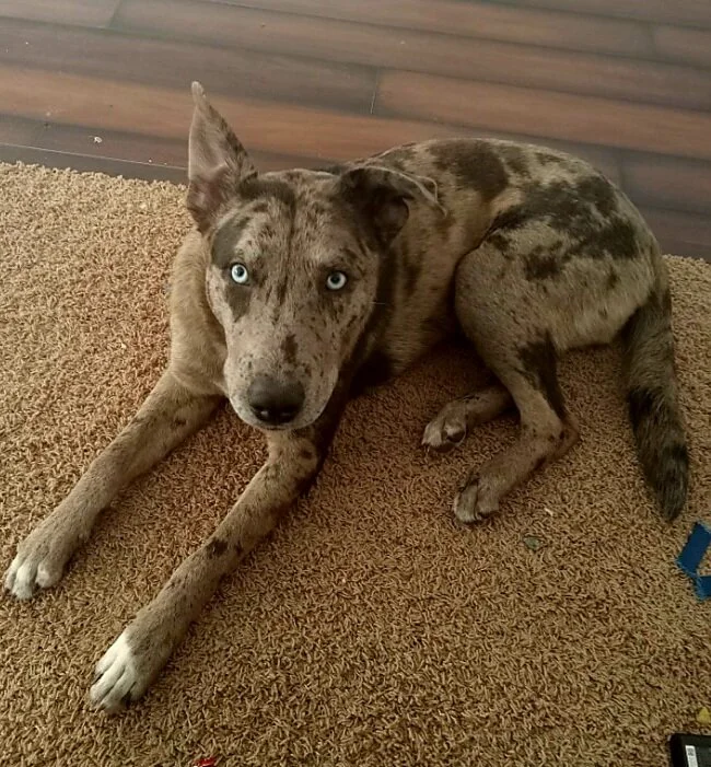 Coal Country Animal Rescue