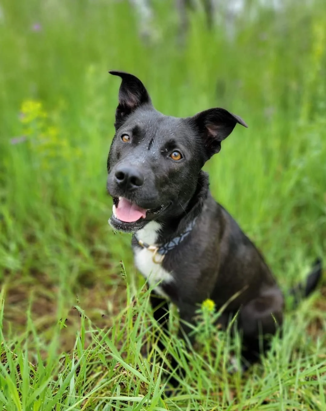 Coal Country Animal Rescue