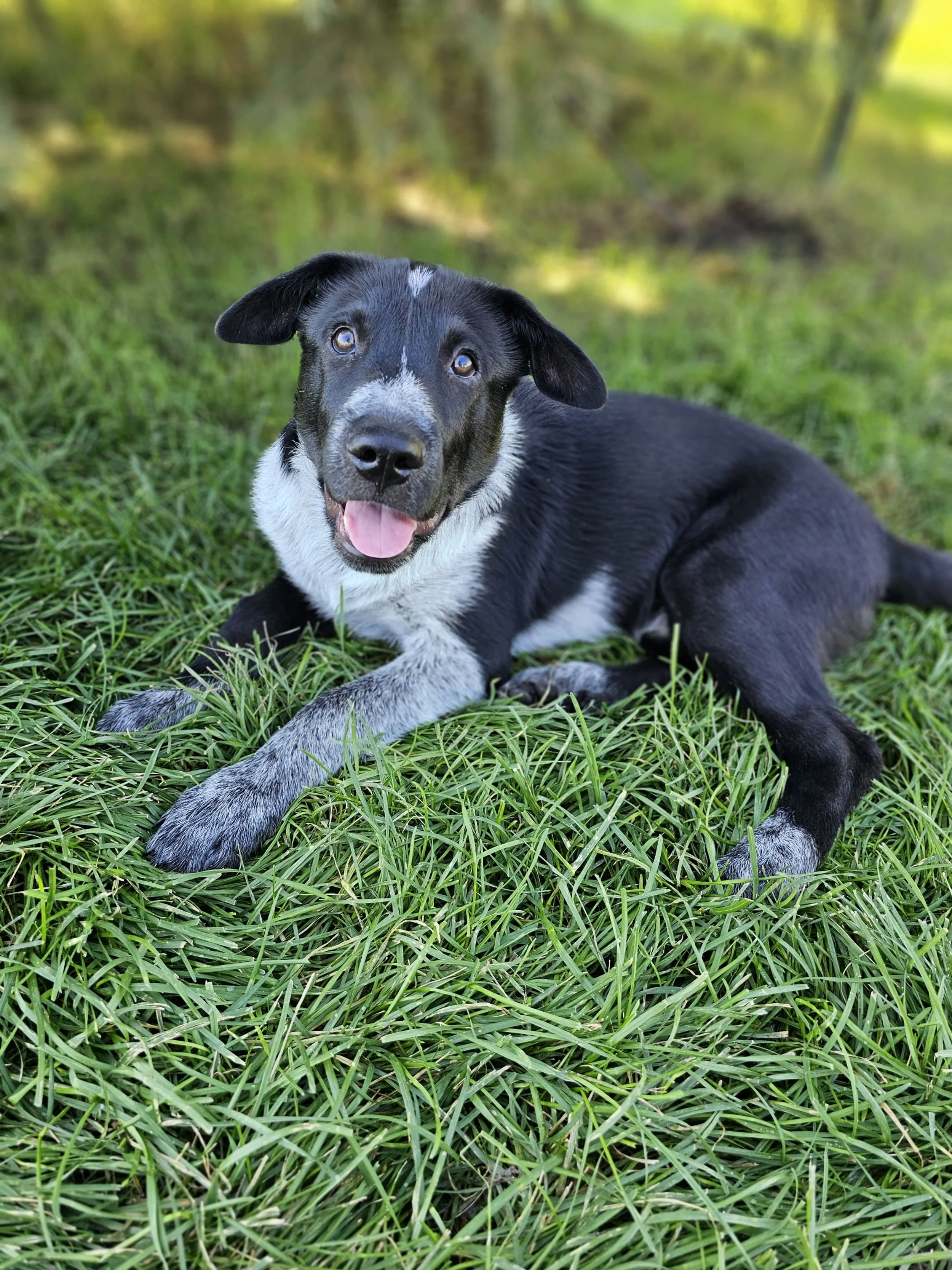 Rocky Survives 43 Days Lost in Rockies, Reunited with Owner | Prism News