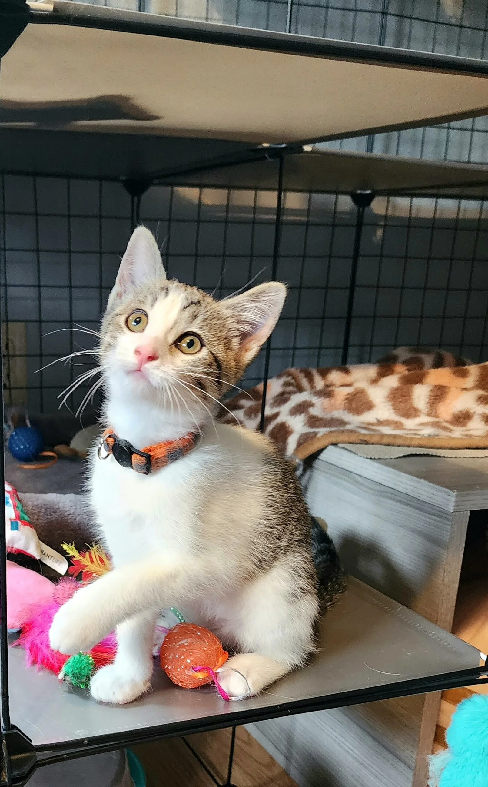 Coal Country Animal Rescue