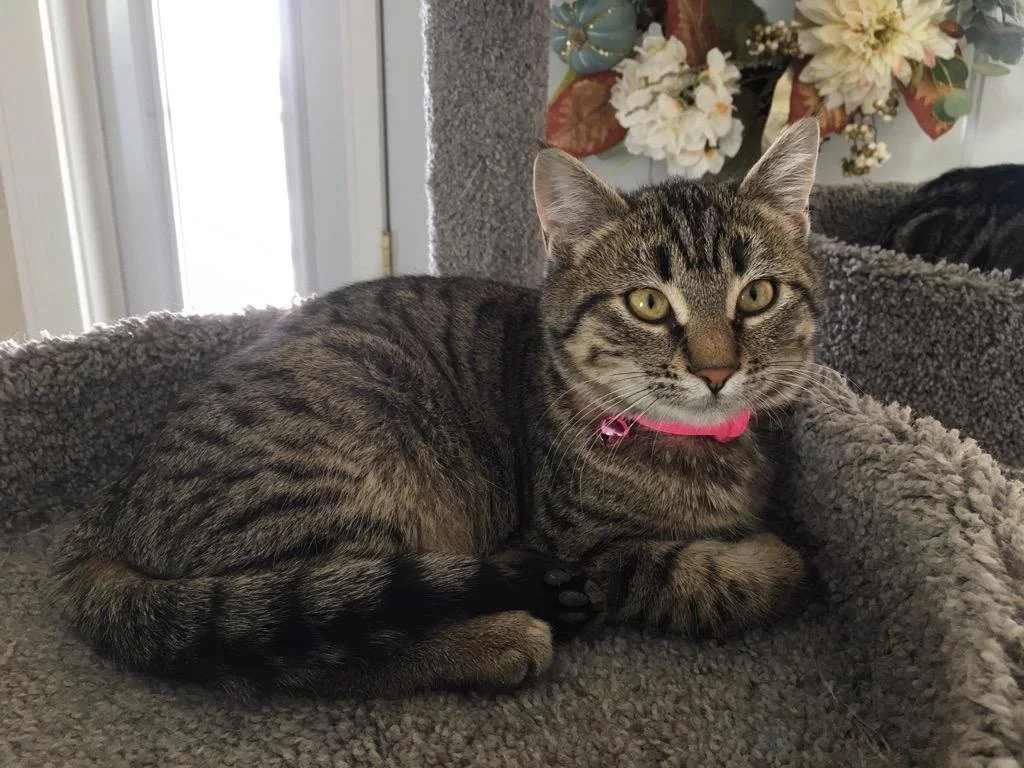 Coal Country Animal Rescue