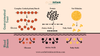 How the Human Body Uses Sugar: Understanding Normal Function vs. the ...