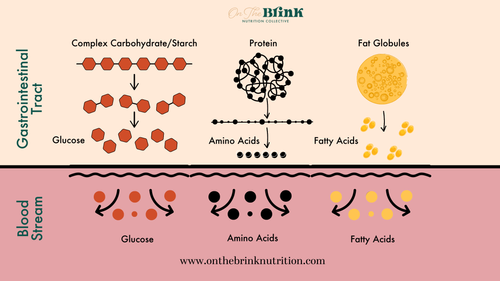 How the Human Body Uses Sugar: Understanding Normal Function vs. the ...
