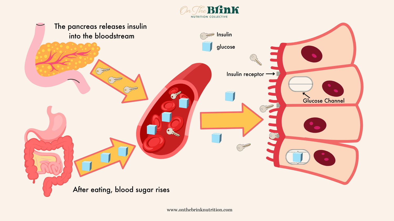 How the Human Body Uses Sugar: Understanding Normal Function vs. the ...