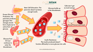 How the Human Body Uses Sugar: Understanding Normal Function vs. the ...
