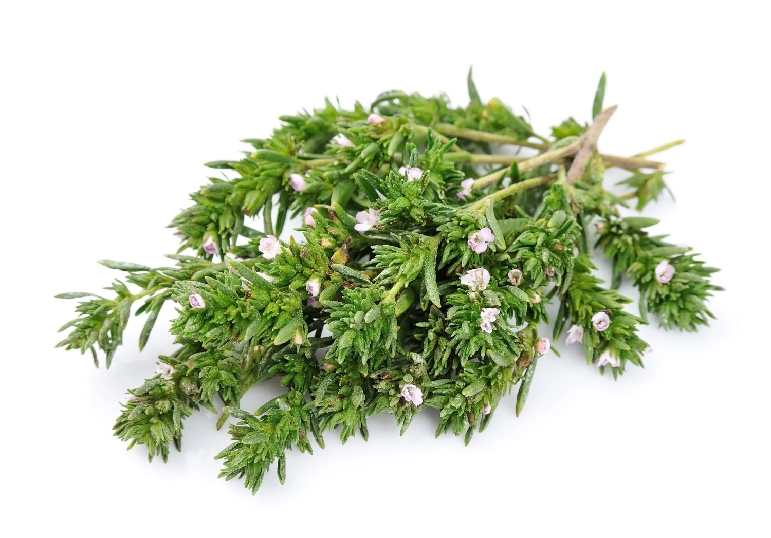 Everything you need to know about Thyme