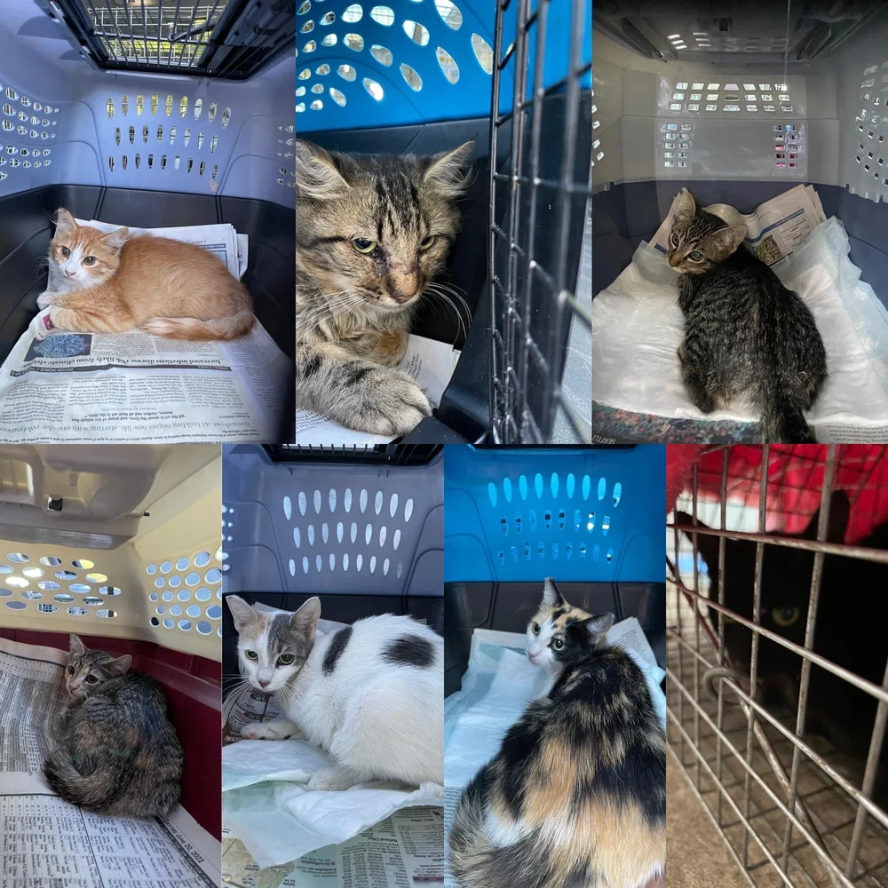 Rogue Community Cat Rescue