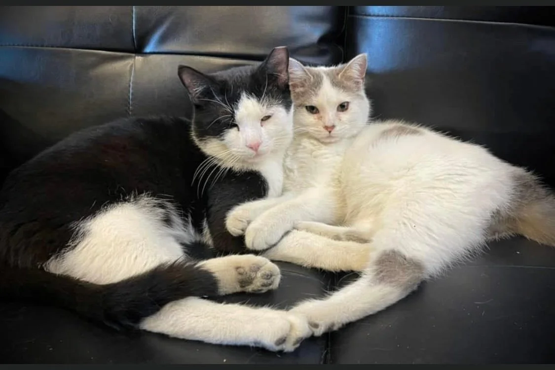 Welcome to Macomb County’s First Cat Cafe @ The Mall at Partridge Creek.