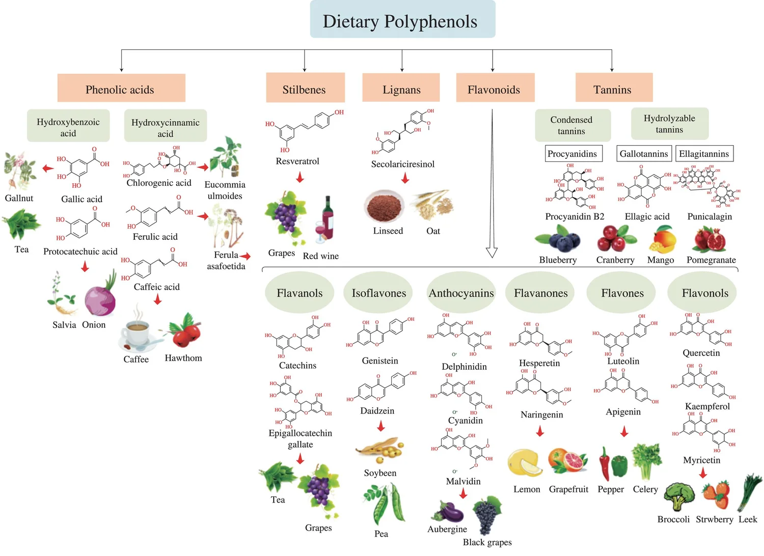 Polyphenols and Gut Health: Science-Backed Benefits & Best Sources — Dr ...