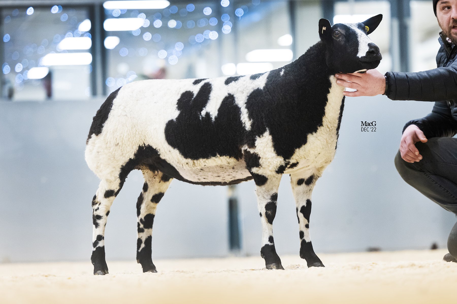 Apply for Membership — Dutch Spotted Sheep Society US