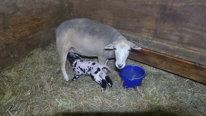 Dutch Spotted Sheep Society US
